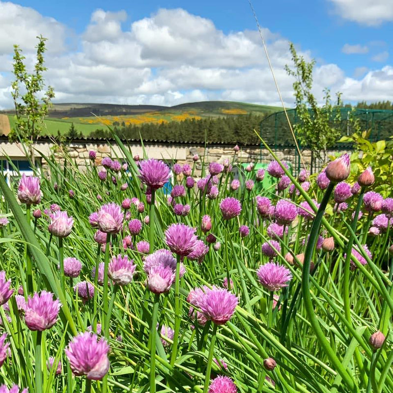 Welcome to Our Scottish Homestead – Heelan' Homestead Ltd.